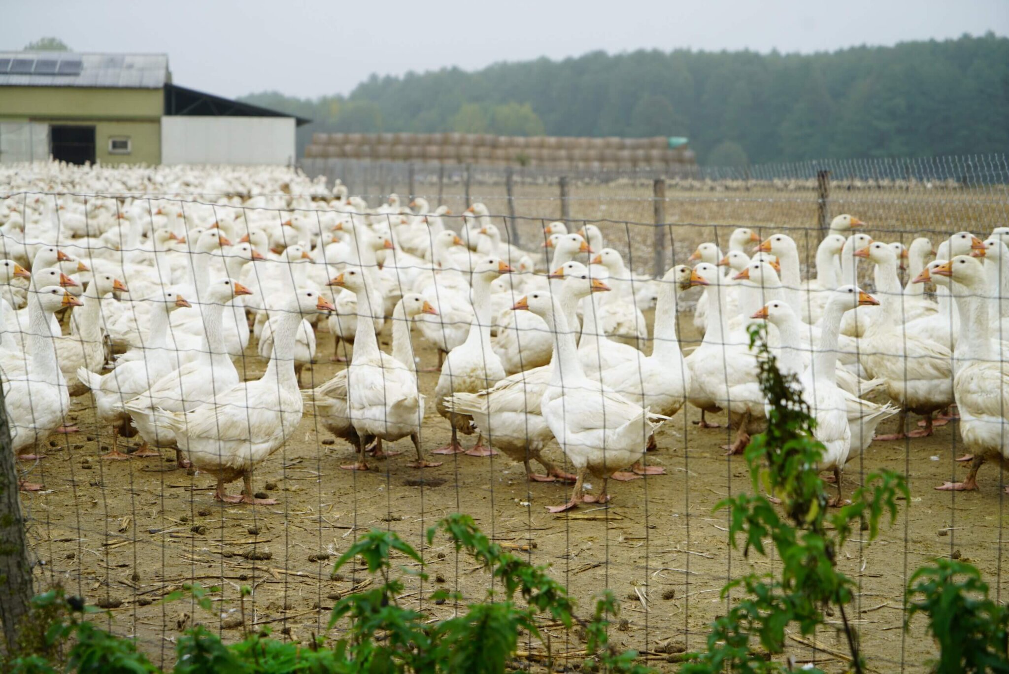 Asesinan aves por plumón para ropa | PETA Latino