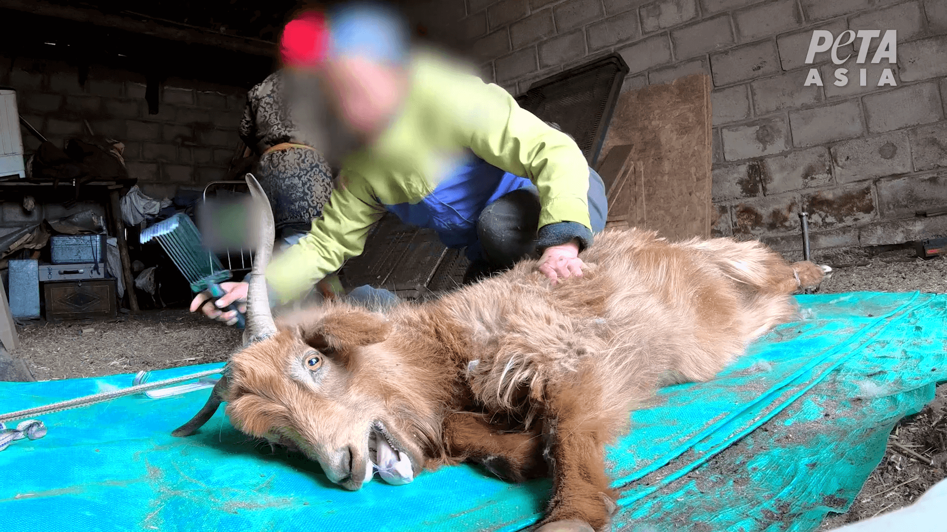 Cabras que sufren por cada prenda de cachemira | PETA Latino